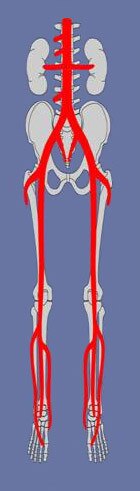 AngioCARD | GE Healthcare (Germany)